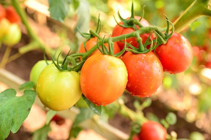 Cal J | Agroduka Limited