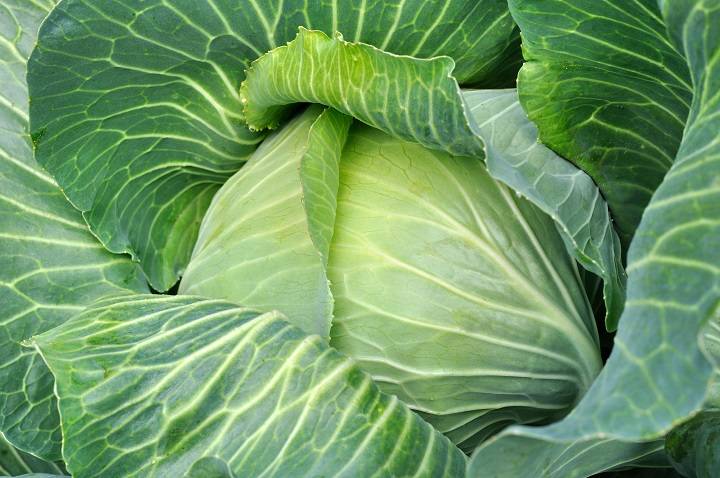 Riana F1 | Agroduka Limited