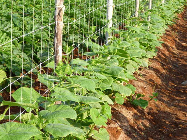 Crop Support Net | Agroduka Limited