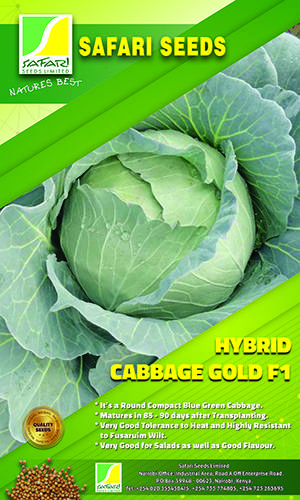 Cabbage Gold F1 | Agroduka Limited