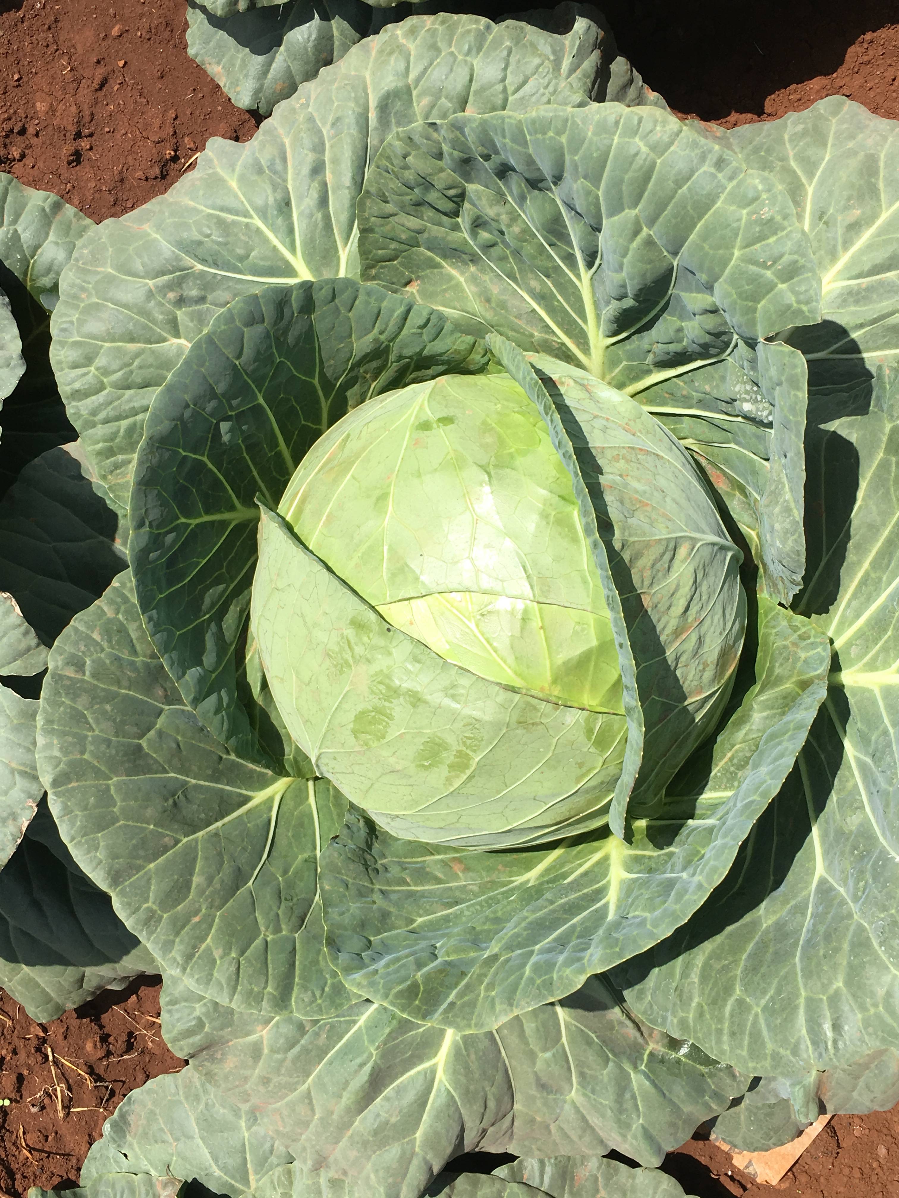 Cabbage Pluto F1 | Agroduka Limited