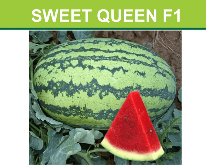 Sweet Queen F1 | Agroduka Limited