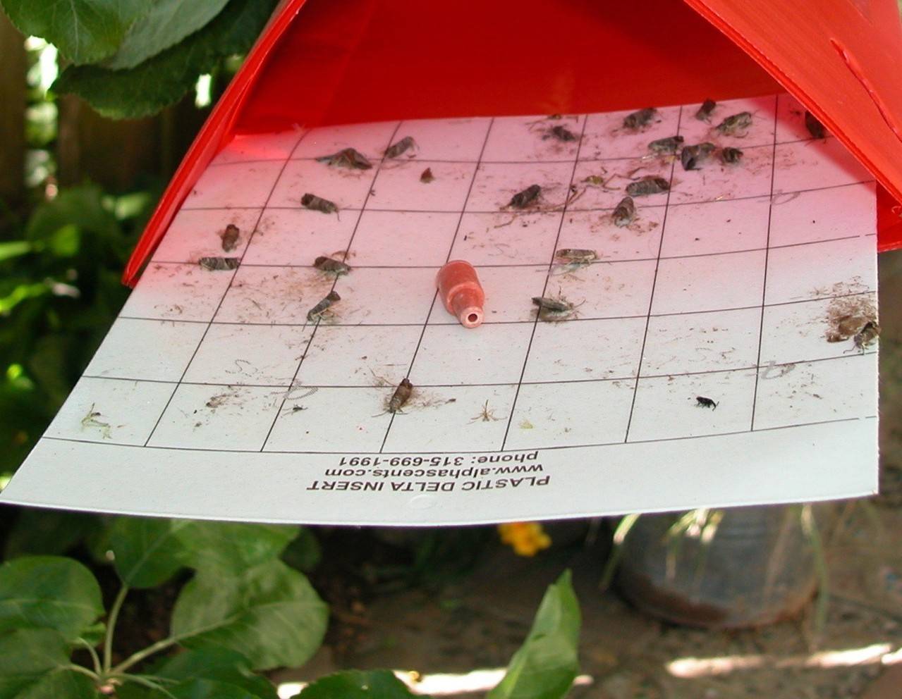 Tutrack Sticky Cards - 10 Pack | Agroduka Limited