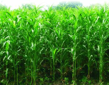 Sugar graze F1 - 1Kg | Agroduka Limited