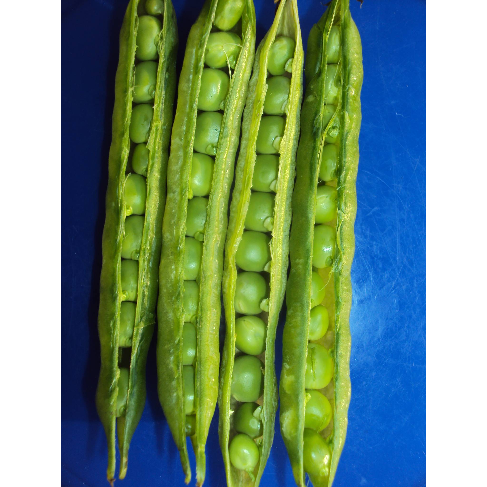Peas Safari Wonder - 1Kg | Agroduka Limited